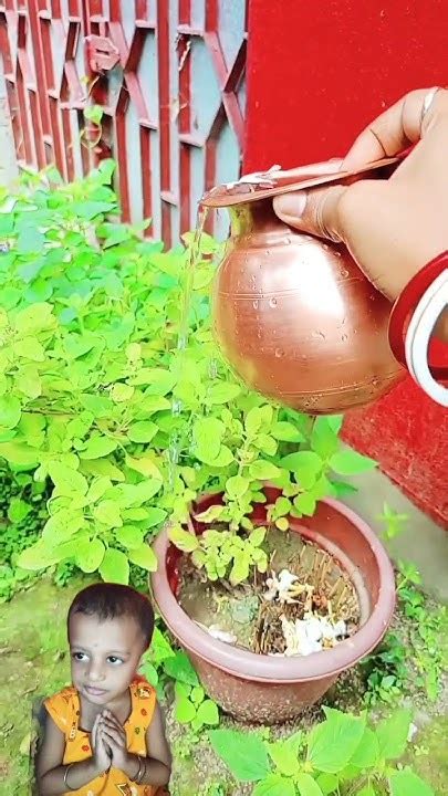 তুলসী মাতা🙏shorts Youtube