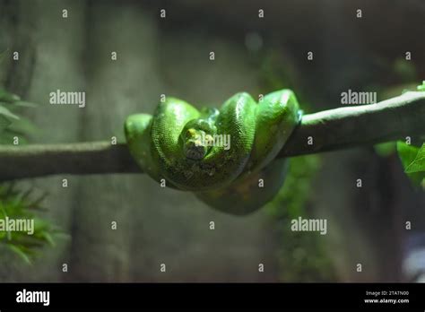 The Green Tree Python Morelia Viridis Also Known As The Emerald Green Python In Thailand