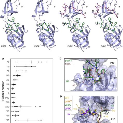 The Structural Features Of Substrate Binding To Slyd A The Solved