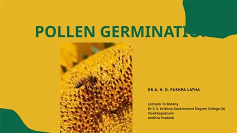 Pollen Germination Medium Preparation And Process Of Pollen Germination