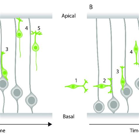 Modes Of Neuronal Migration In The Retina A B Scheme Of Different Download Scientific