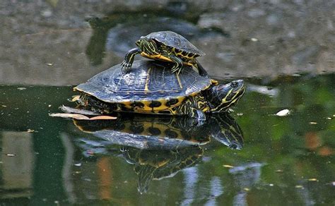 Parsing Tex With Recursive Transducers Rprogramming