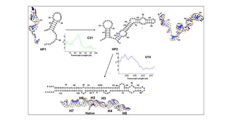 Predicting Cotranscriptional Folding Kinetics For Riboswitch The