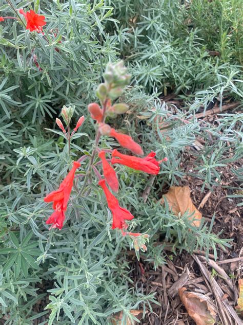 Epilobium Canum California Fuchsia 20 Seeds
