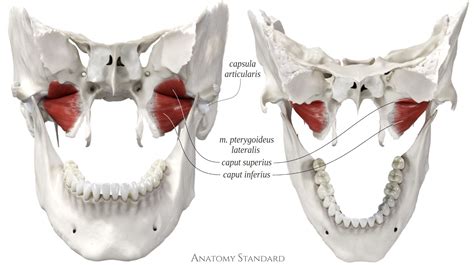 Anatomy Standard Lateral Pterygoid Muscle Anterior And Superior View Latin Labels Anatomytool