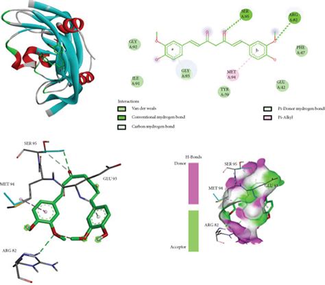 A Molecular Docking Between Curcumin And Tp53 Affinity 65 B