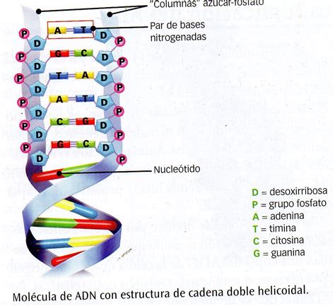 Estructura Del Adn