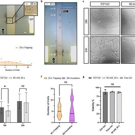Single Cell Trapping Capabilities A Experimental Image Of A Single
