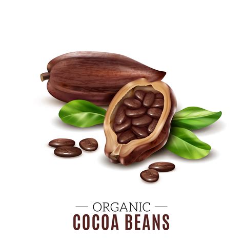 Realistic Cocoa Composition Vector Illustration 2401449 Vector Art At