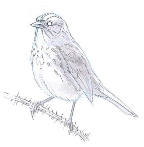 How To Draw A Song Sparrow Step By Step Song Sparrow Sparrow Art Bird Drawings