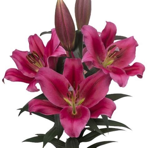 Lily Oriental Strong Love Cm Wholesale Dutch Flowers Florist Supplies Uk