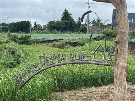 제주민예총 탐라미술인협회 강문석대표님과 홍덕표회원님께서 잃어버린마을 무등이왓 조밭에 넘넘 멋지고예쁜