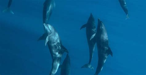 Cabo San Lucas Ocean Safari I Stilla Havet Och Cortez Havet Getyourguide