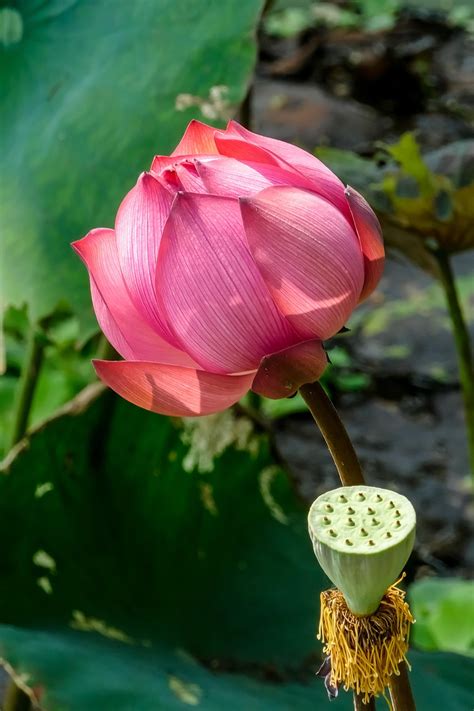 꽃 로터스 Pixabay의 무료 사진 Pixabay