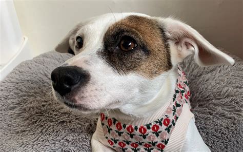 잭 러셀 테리어 세상에서 제일 요란한 견종이라고 비마이펫 라이프