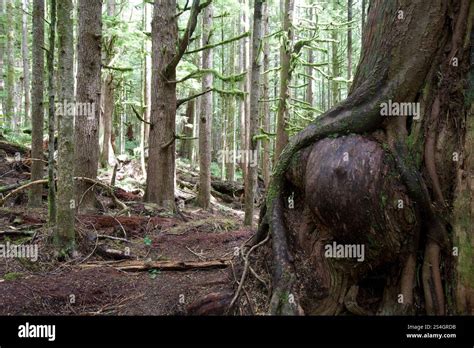 A Large Burl On A Tree Stock Photo Alamy