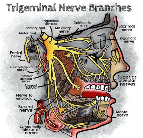 Trigeminal Nerve Pathway
