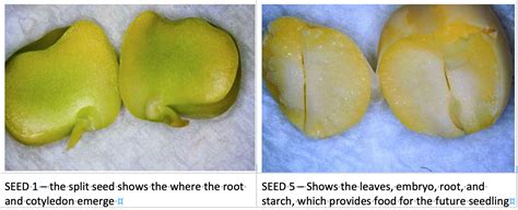 Seed Dissection Sample Lab Report E Learningtalk