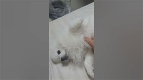 배깔고 누워서 배 마사지 받는 귀여운 갱얼쥐 Bog Cute 포메라니안 Youtube