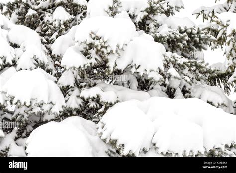 Snow On The Tree Stock Photo Alamy