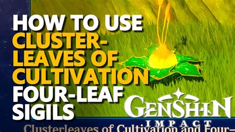 Clusterleaves Of Cultivation And Four Leaf Sigils Genshin Impact Youtube