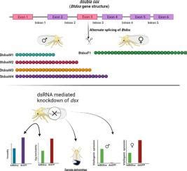 Doublesex Homolog Is Sex Specifically Spliced And Governs The Sexual Differentiation Process In