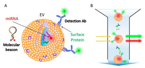 Schematic Representation For Single Step In Situ Detection Of Download Scientific Diagram
