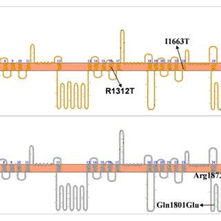 A C Schematic Diagram Of Protein Encoded By SCN A SCN A And Download Scientific Diagram