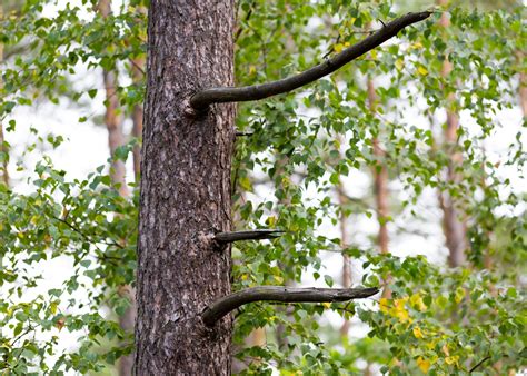 Tree Cabling And Bracing Mercer County NJ