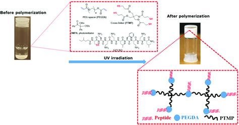 Scheme 1 Antimicrobial Lipopeptide Gel Formation In Methanol Through