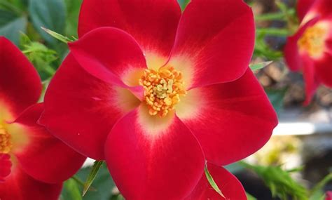 Scented Shrub Rose Everglow Ruby 1 Or 3 Potted Plants Groupon