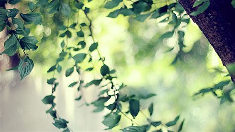 Calm Morning Mac Wallpaper Download Allmacwallpaper