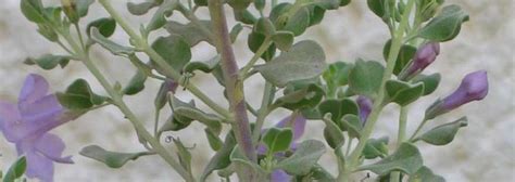 Texas Sage Texas Ranger Cenizo Barometer Bush Silverleaf Purple