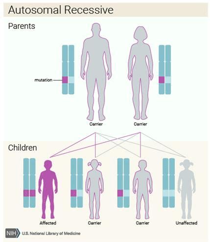 The Flow Of Gene In An Autosomal Recessive Pattern Image Credit U S
