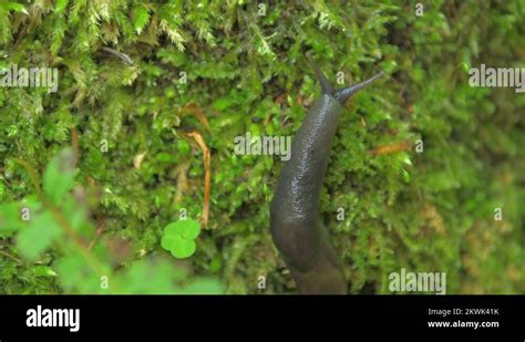 gray slug creeps on small plants upwards in the right part of the frame
