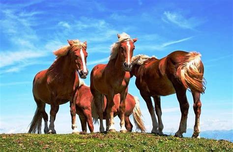 ლესვა Lesva ეს საინტერესოა ცხენის სინონიმები ქართულ Facebook