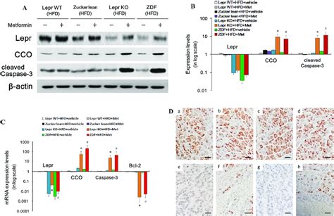 Protein And Mrna Levels Of Lepr Cleaved Caspase 3 Bcl 2 And Cco In Download Scientific