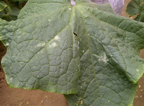 Cucumber Powdery Mildew How To Control The Disease Seipasa