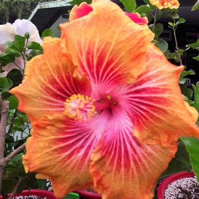 The Tiare ‘aute The Tahitian Hibiscus Moana Voyages