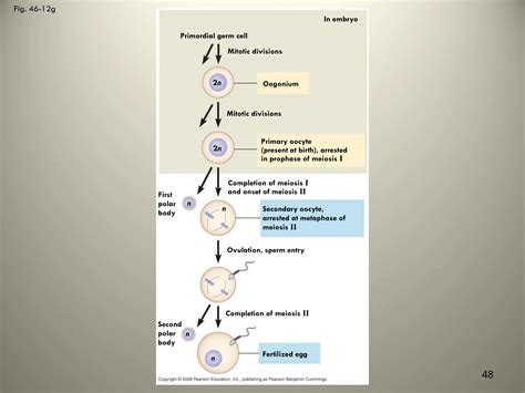5 Fertilization Early Embryo Development Ppt