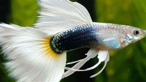13 Jenis Ikan Guppy Dengan Warna Unik Yang Paling Dicari Molly Jaya