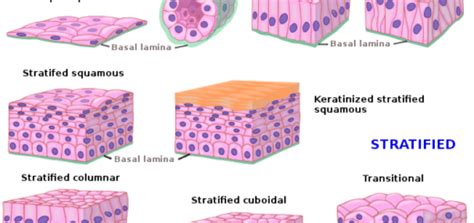 Sex Influenced Traits Sex Limited Traits And Medical Examination