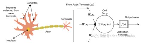 前馈神经网络 常见激活函数之swish 阿里云开发者社区