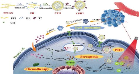 Tumor Associated Macrophages Regulating A Polymer Nanoplatform For Synergistic Treatment Of