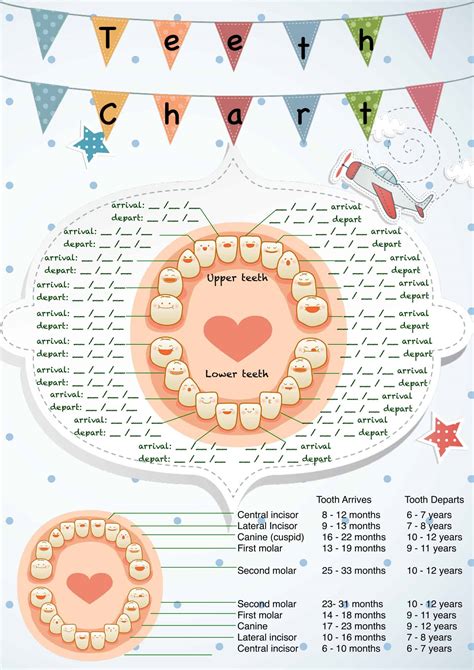 Free Printable Tooth Chart Templates Dental Chart Teeth Numbers PDF