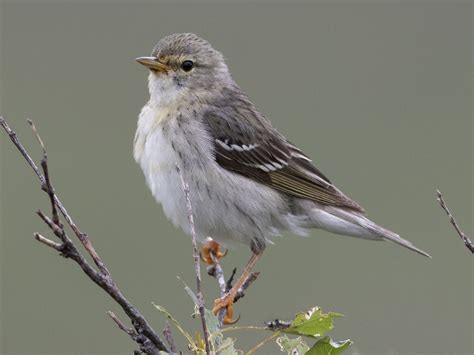 Blackpoll Warbler Profile Facts Female Fall Traits Range