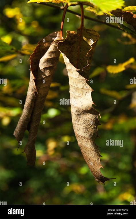 Decaying Leaves Hi Res Stock Photography And Images Alamy