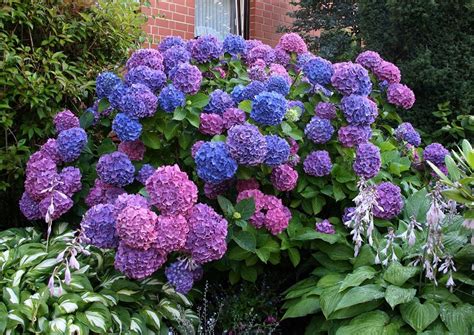 How To Prune Hydrangea Bushes Hydrangea Macrophylla Or Mophead
