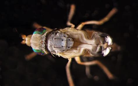 Tephritidae Trupanea Actinobola Bugguide Net