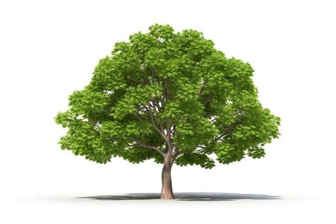 Tree Cartoon Stock Photos Images And Backgrounds For Free Download